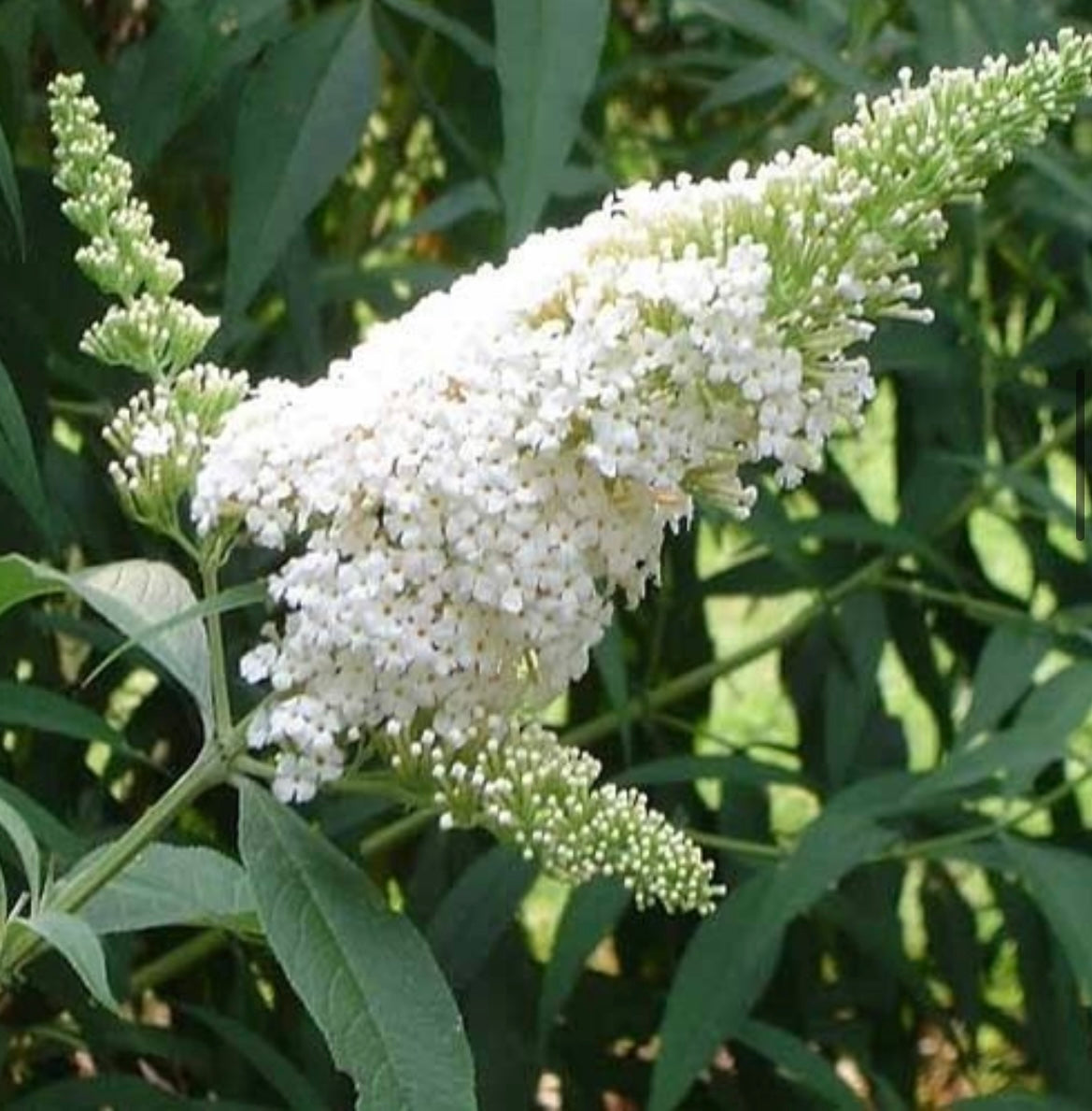 Buddleja Davidii 'White Profusion' - White Flowering Shrub – Garden ...