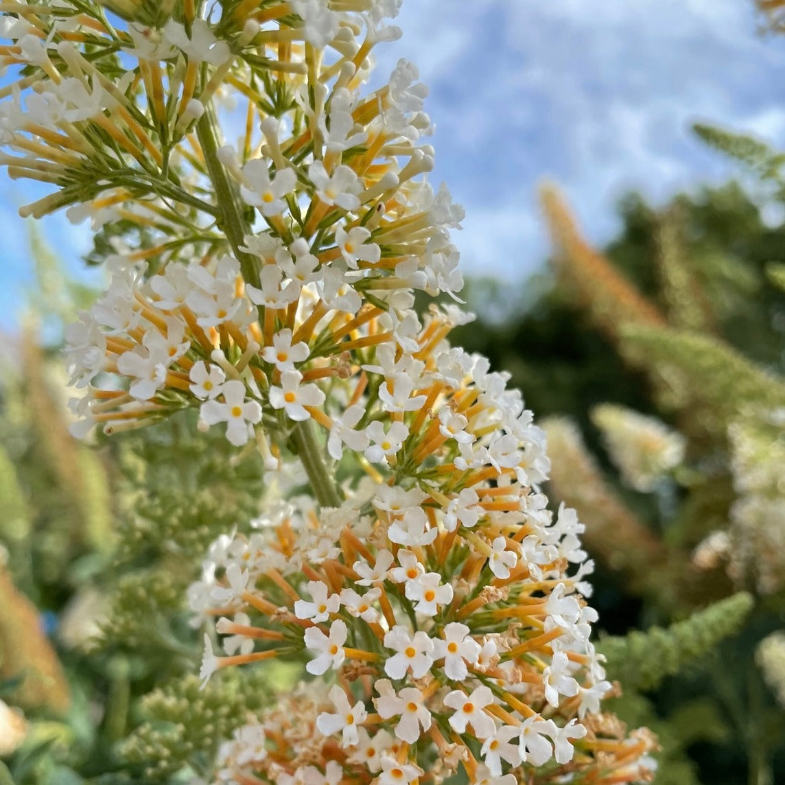 Buddleja Davidii 'White Profusion' - White Flowering Shrub – Garden ...
