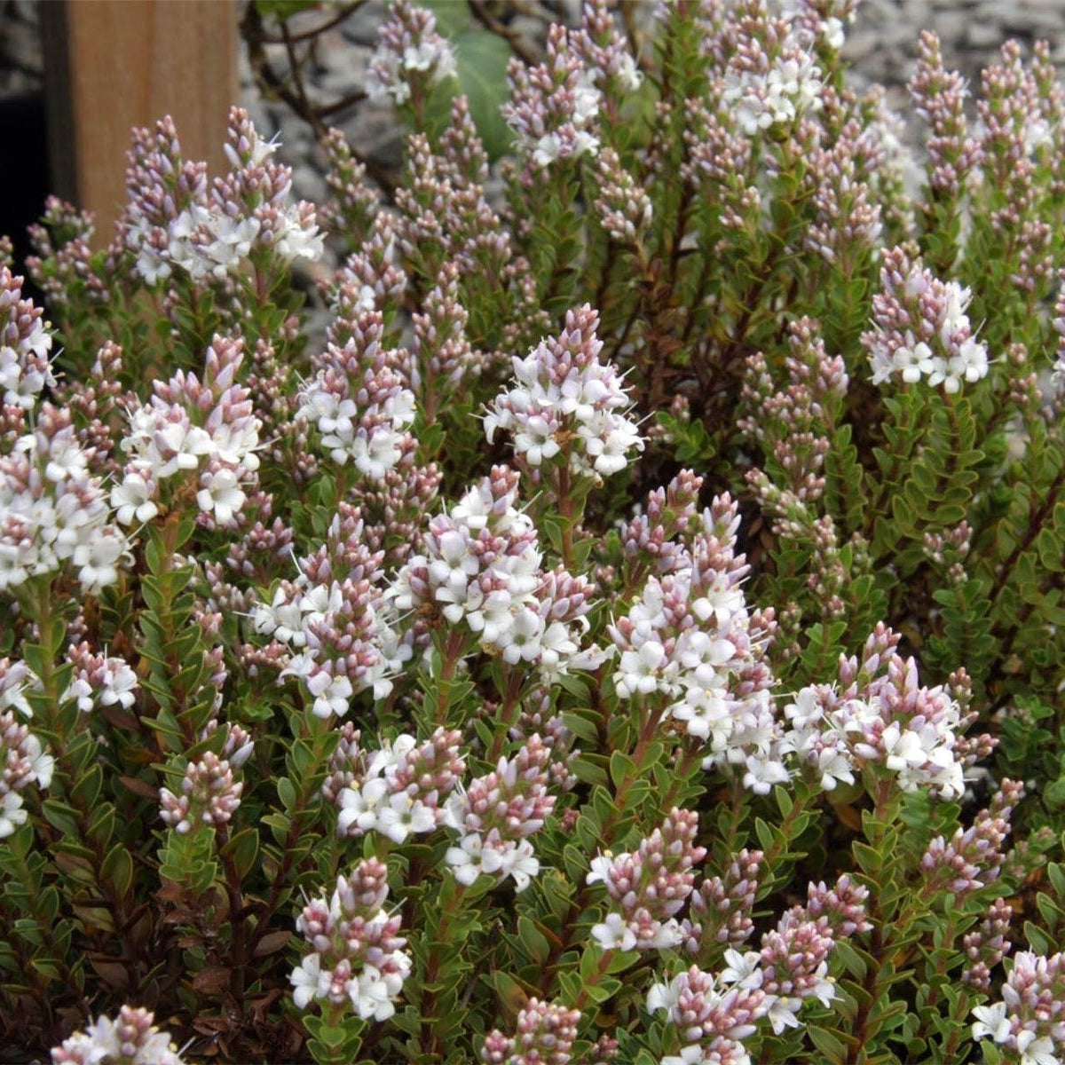 Veronica sect. Hebe - Hebe Baby Marie - Evergreen Small Shrub 2 Litre ...